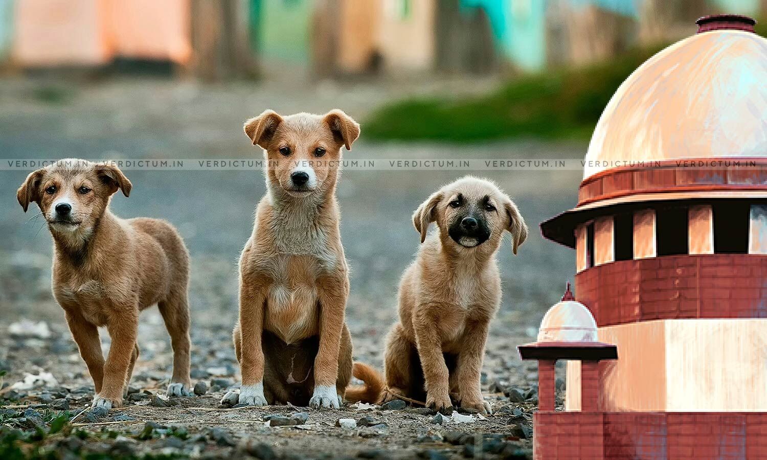 SC To Address Stray Dog Issue Within Existing Scope, Encourages Review ...
